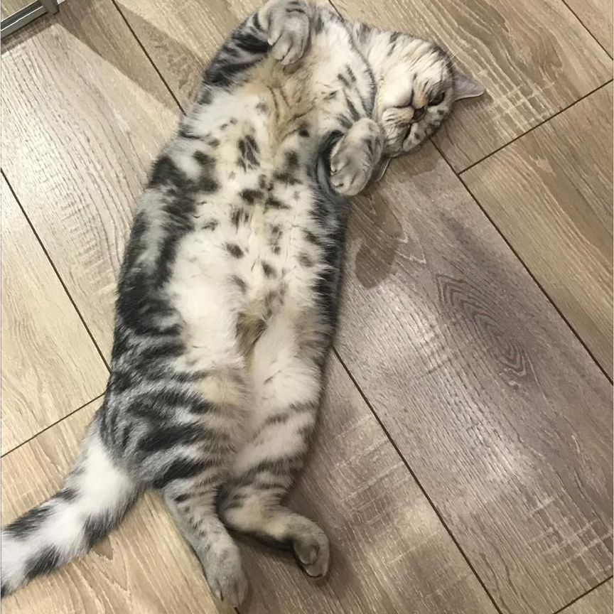 Шотландская кошка вязка