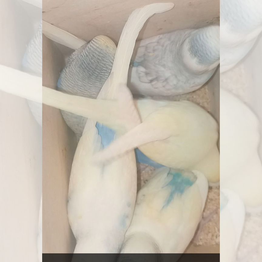 Волнистый попугай птенцы 45 дней