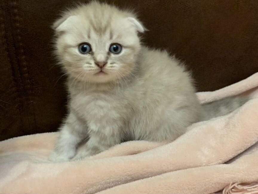 Манчкин на длинных лапках