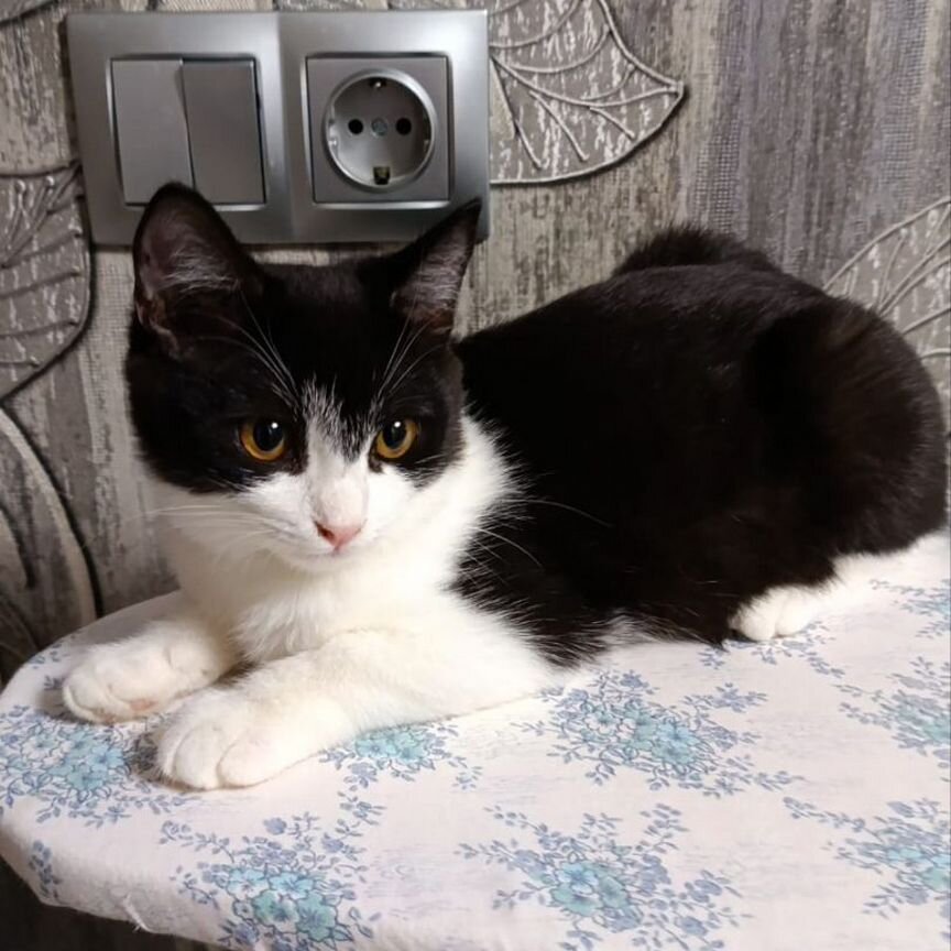 Котёнок Иришка