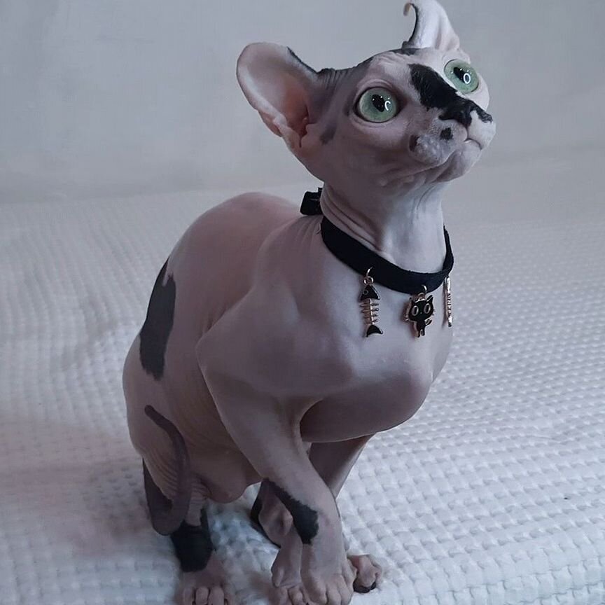 Канадский сфинкс котёнок