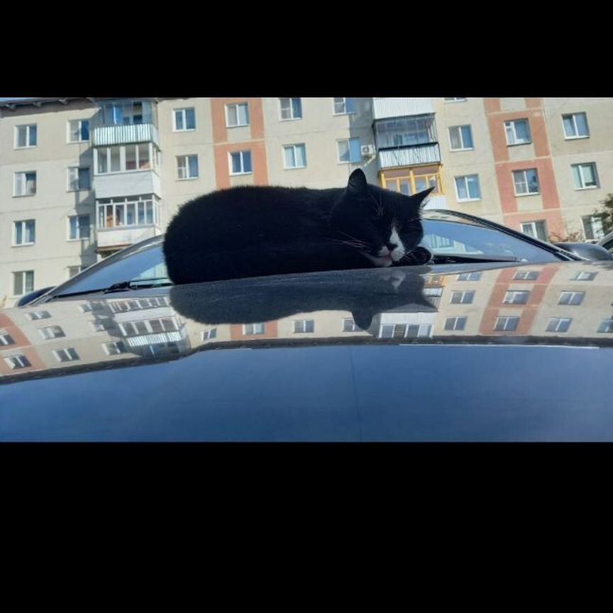 Кот