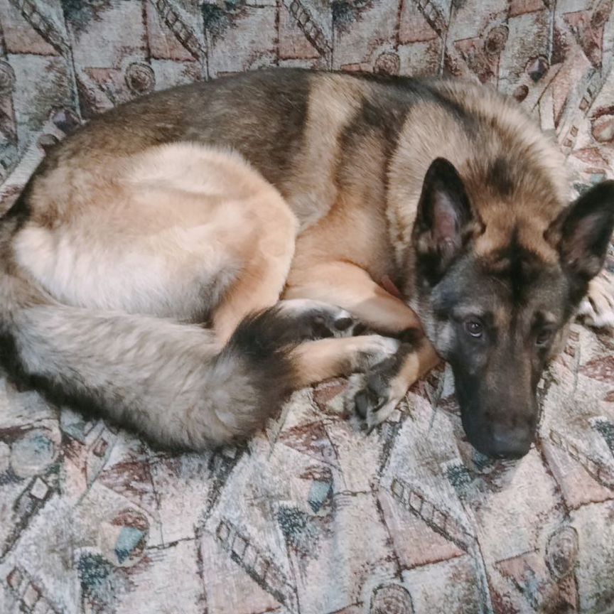 Западносибирская лайка, взрослая собака