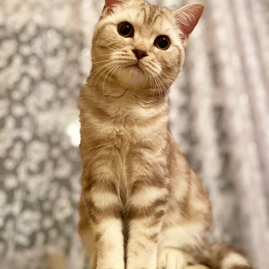 Шотландская кошка