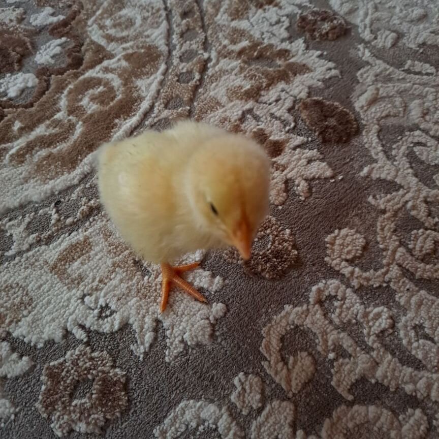 Цыплята бройлеры