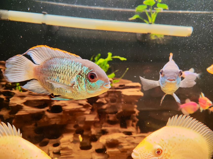 Аквариумные рыбки