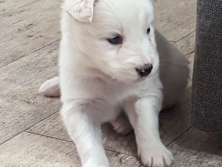 Щенки якутской лайки