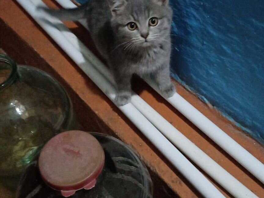 Котята помесь британца