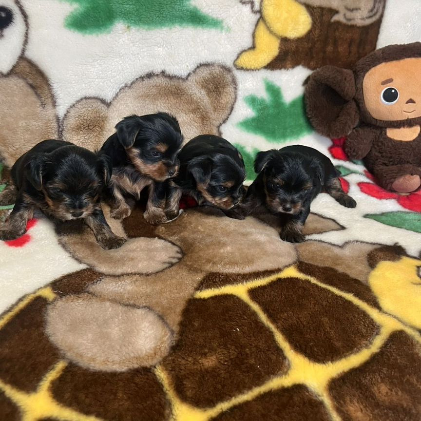 Йоркширский терьер мини