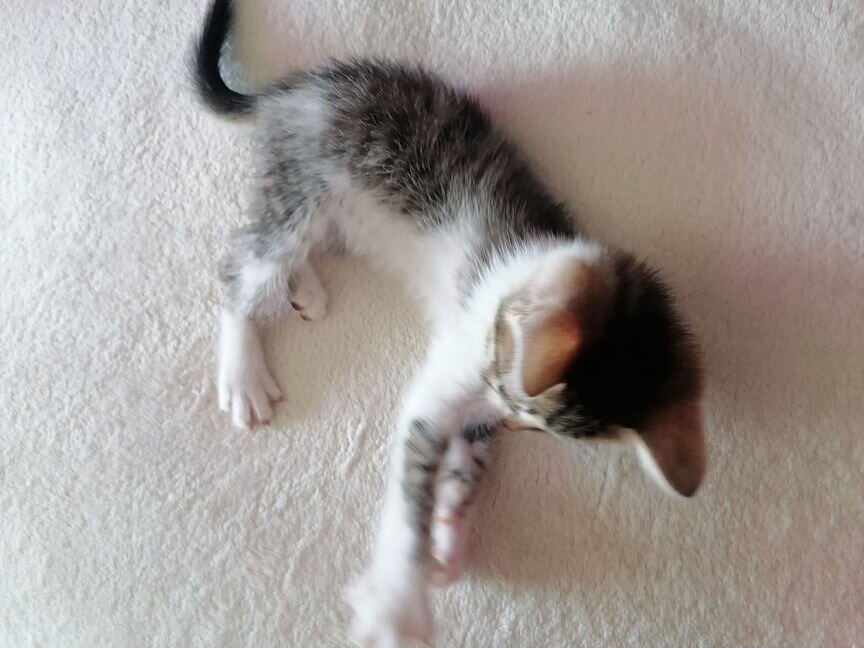 Пристраиваю котят