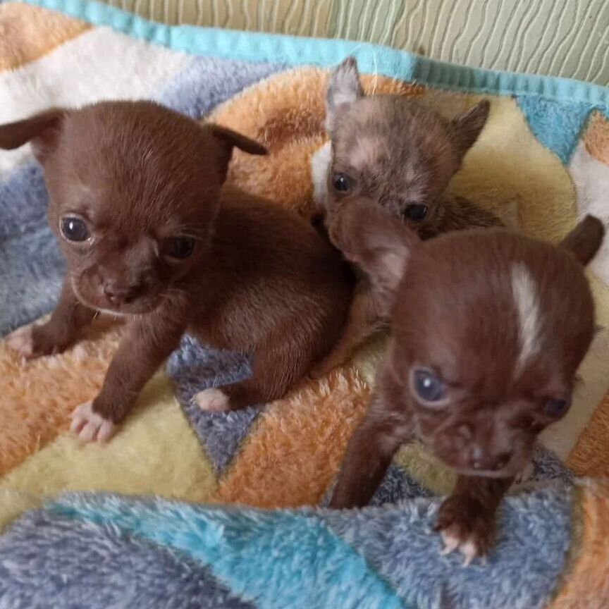 Чихуахуа, щенок