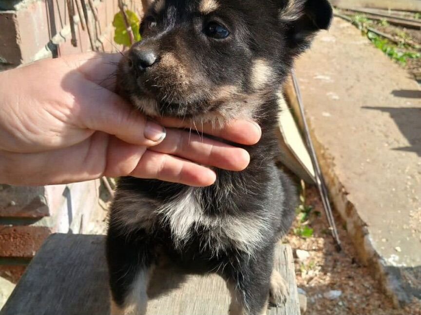 Щенок в частный сектор