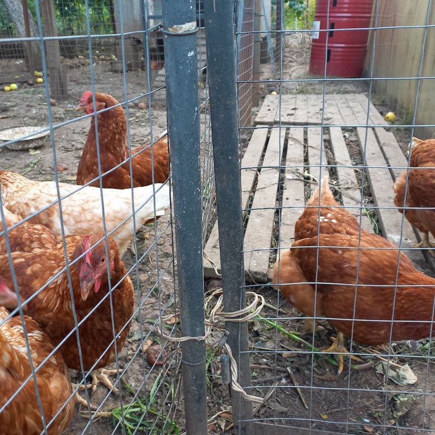 Куры молодки несушки