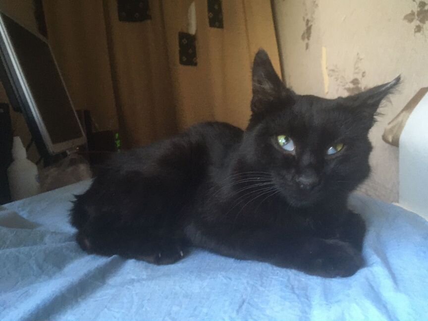 Уголек в самые добрые руки