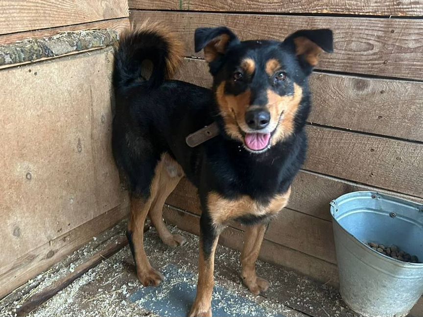 Черно-рыжий пёс ласковый добрый ищет дом бесплатно