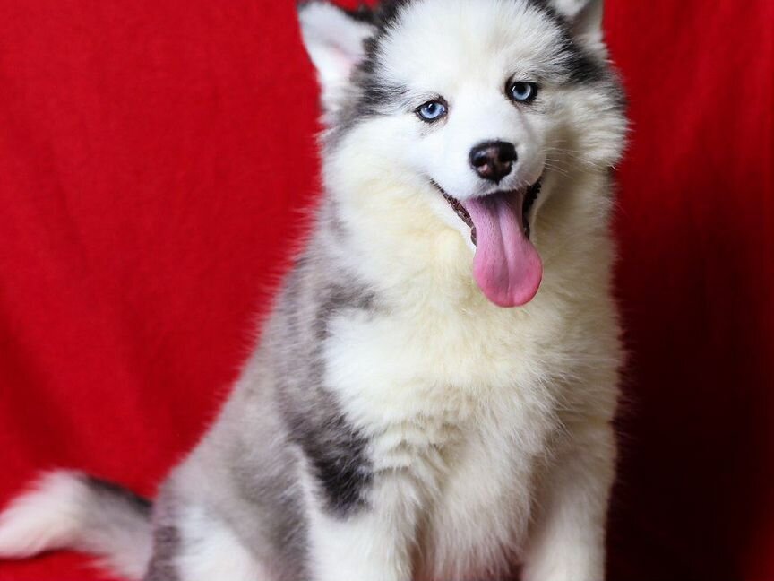 Помски стандарт Девочка