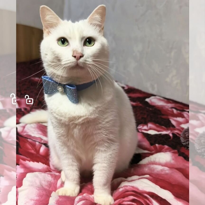 Взрослая кошка в добрые руки