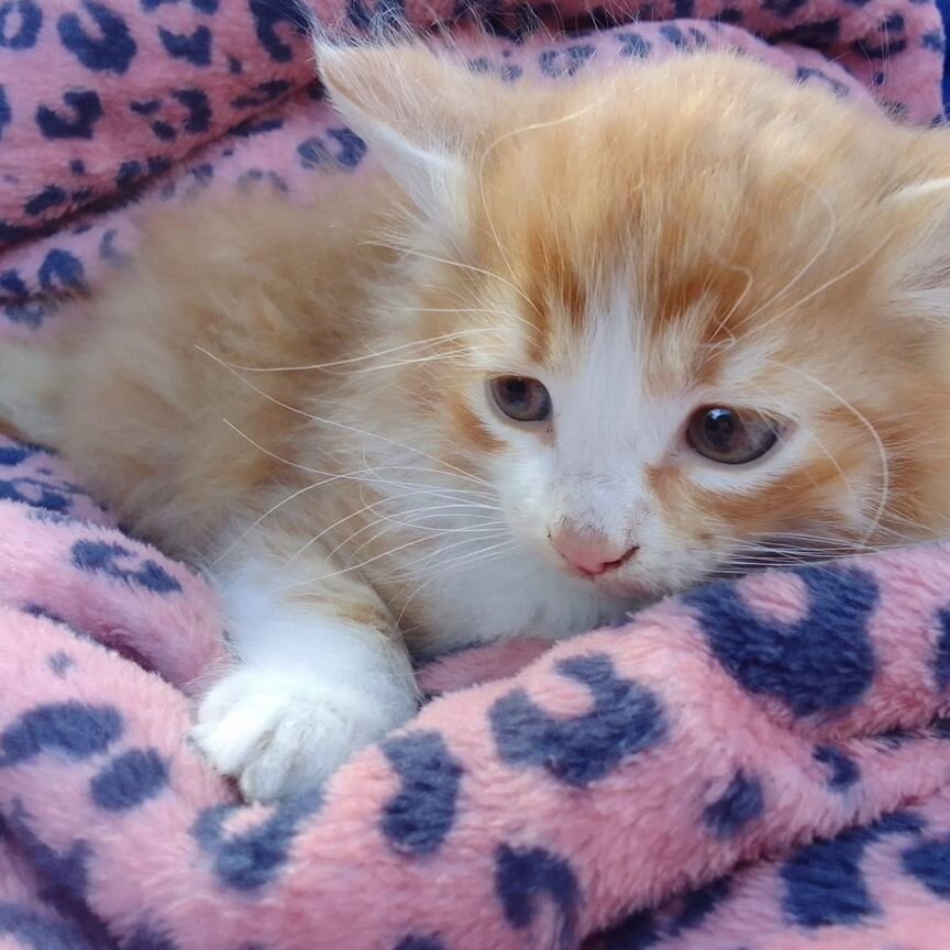 Котята ищут заботливого опекуна