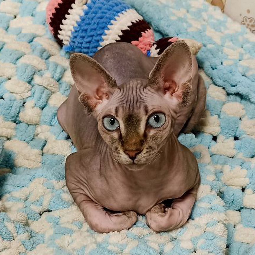 Канадский сфинкс, взрослая кошка