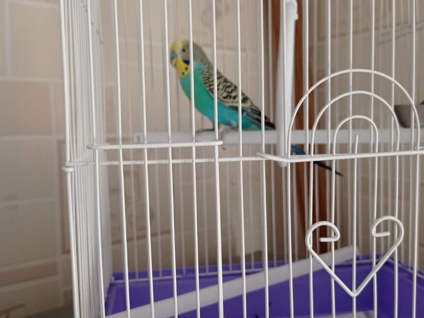 Волнистый попугай