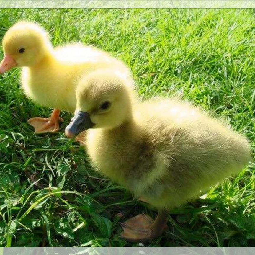 Гусята суточные
