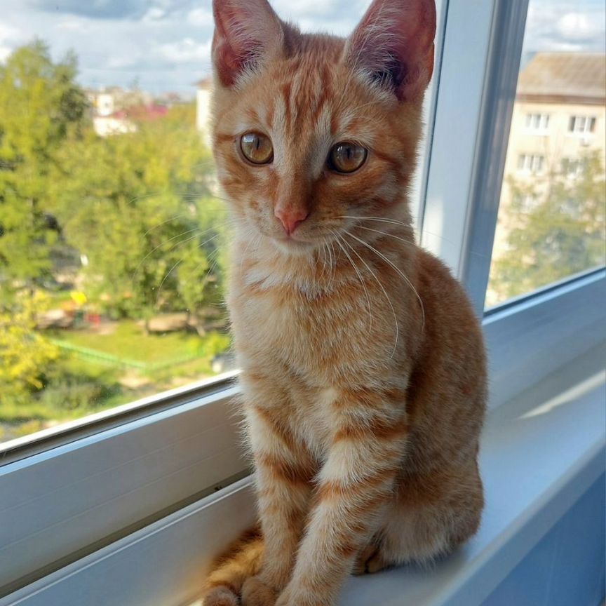 Домашние животные кошки