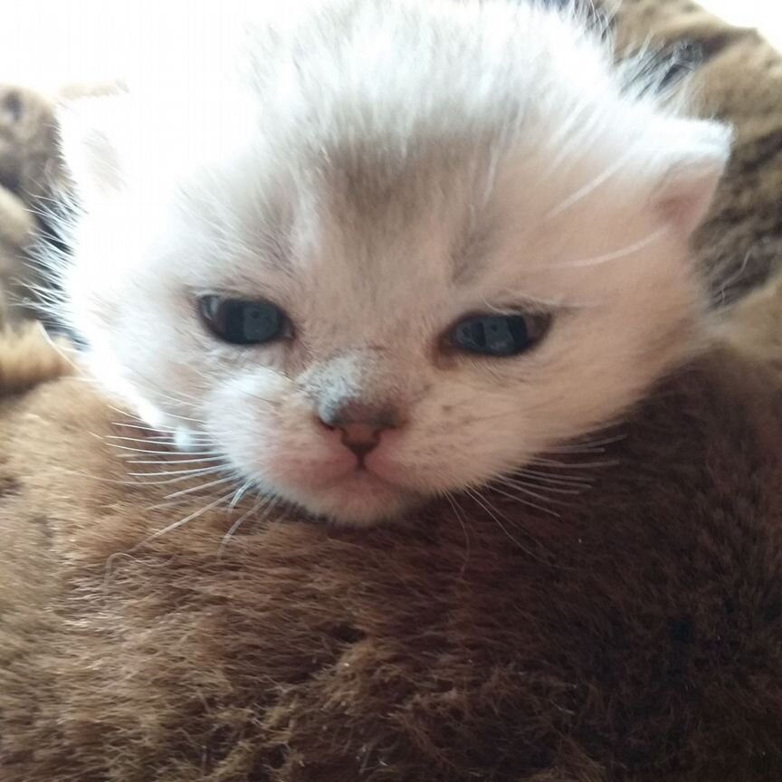 Шиншилловая кошечка