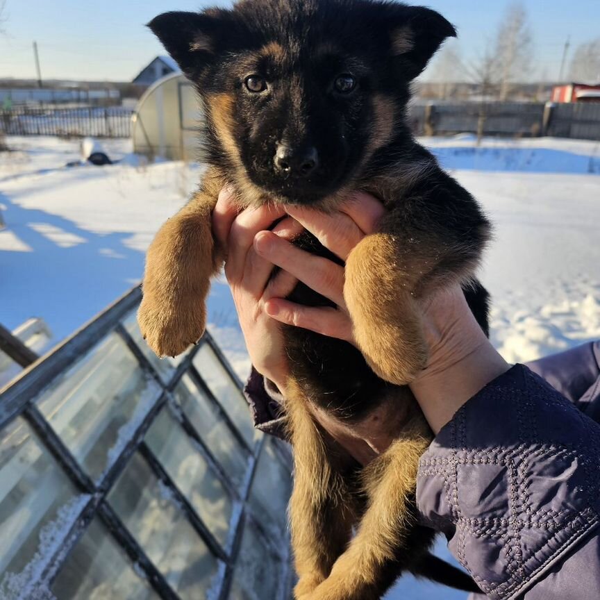 Немецкая овчарка