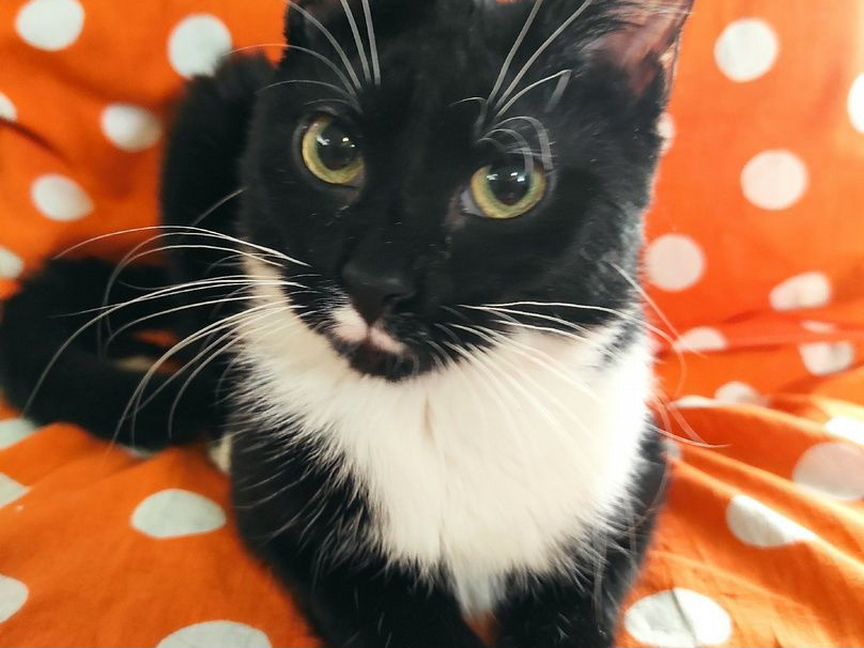 Красоточка 4 мес