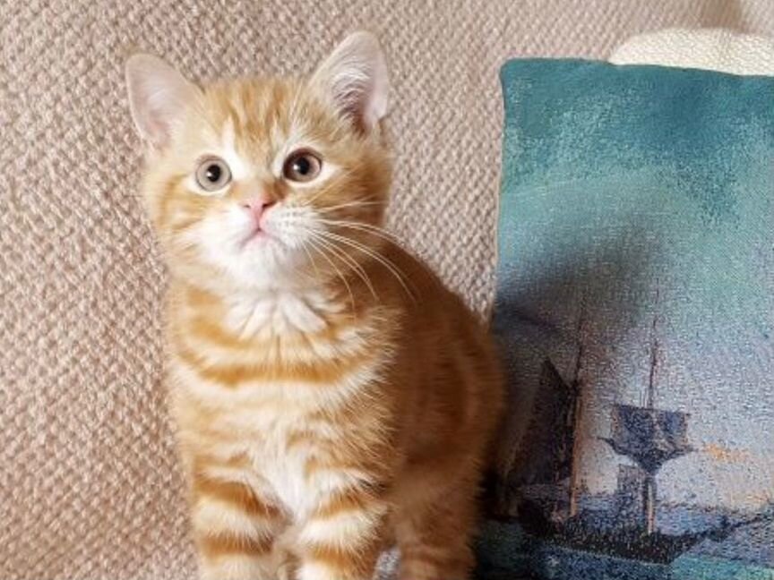 Котята