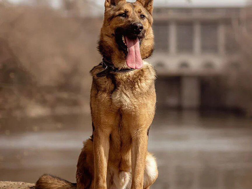 Овчарка в добрые руки