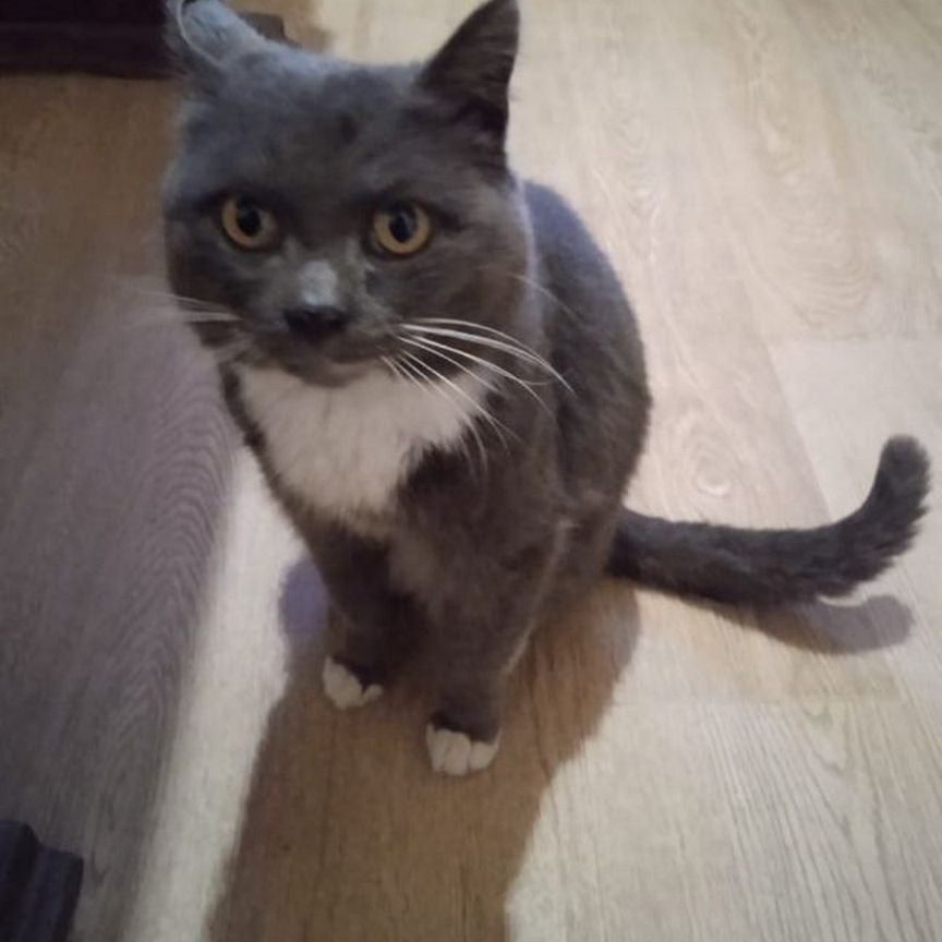 Взрослый кот в добрые руки