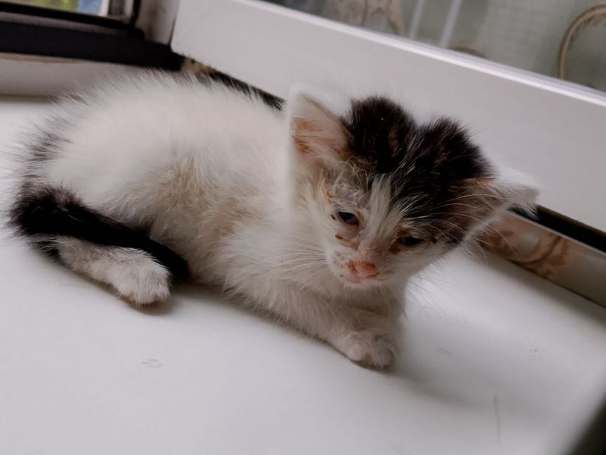Котята в хорошие руки