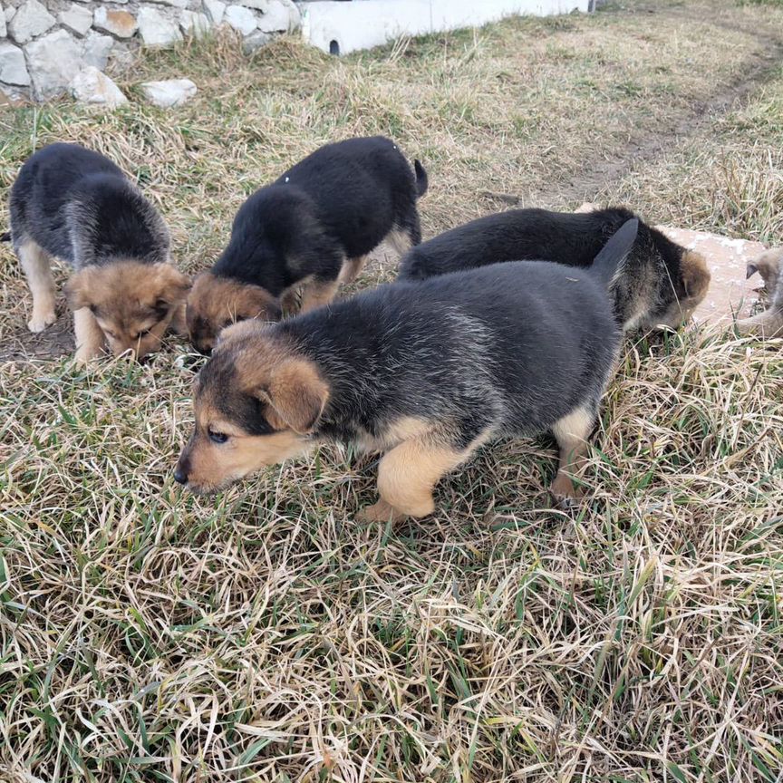 Отдам щенков в добрые руки бесплатно