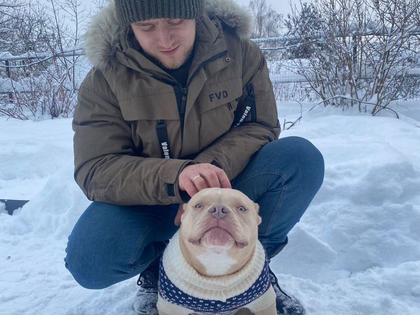 Американский булли