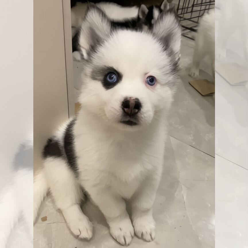 Помски, щенок