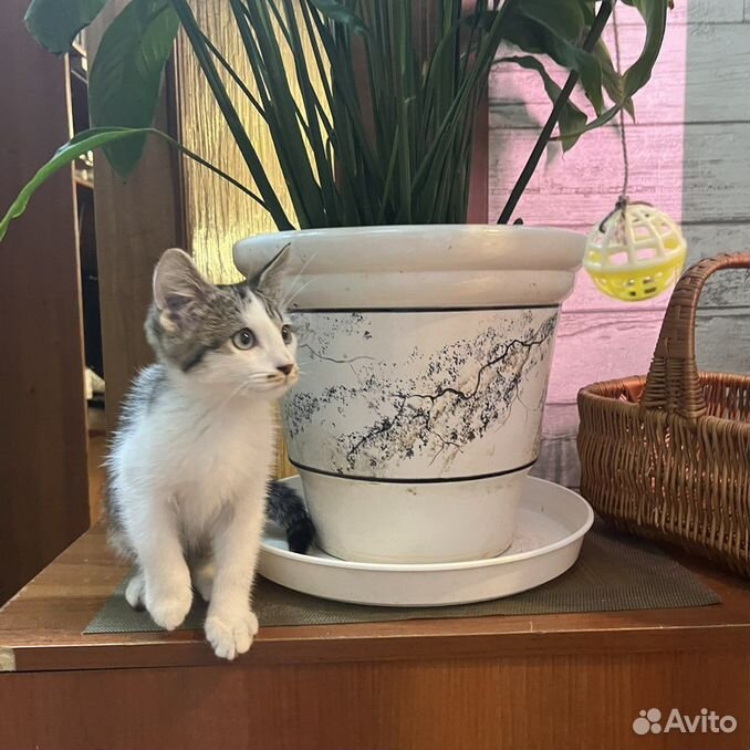 Чарлик в дар