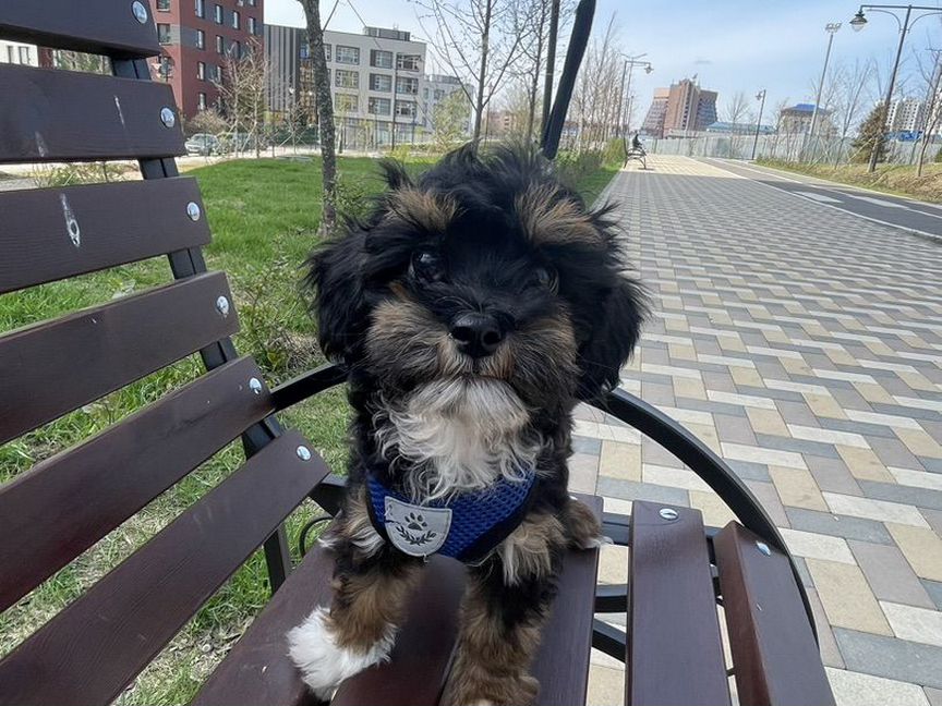 Мальтипу 2 мес щенок