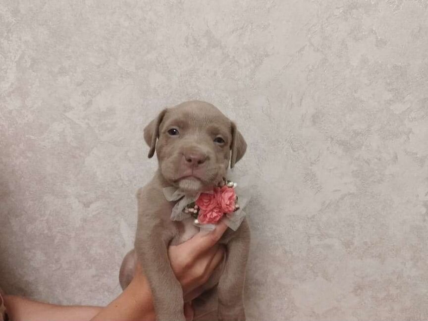 Щенки Питбультерьера