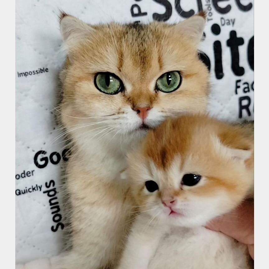 Котята золотая шиншилла