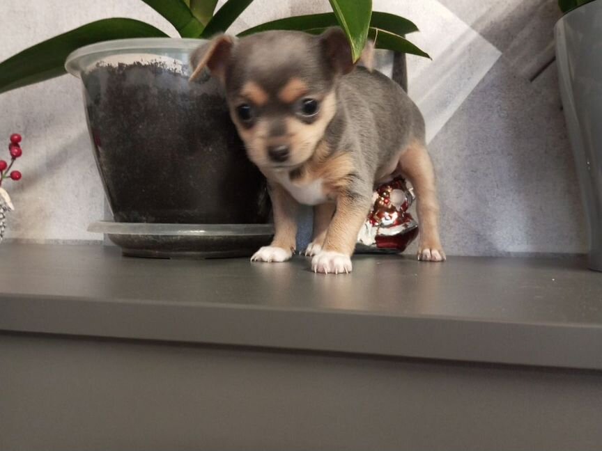 Щенки чихуахуа