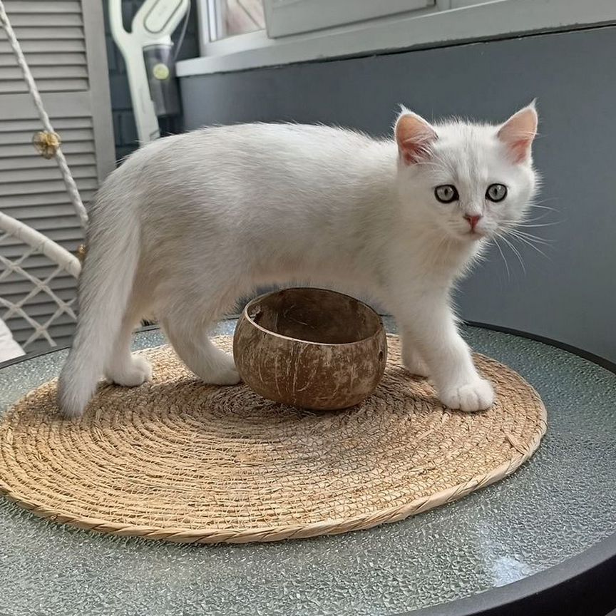 Шотландский прямоухий короткошёрстный котёнок
