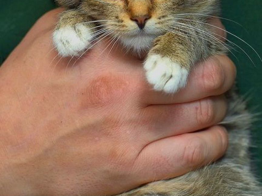 Ласковый малыш Адам, котенок
