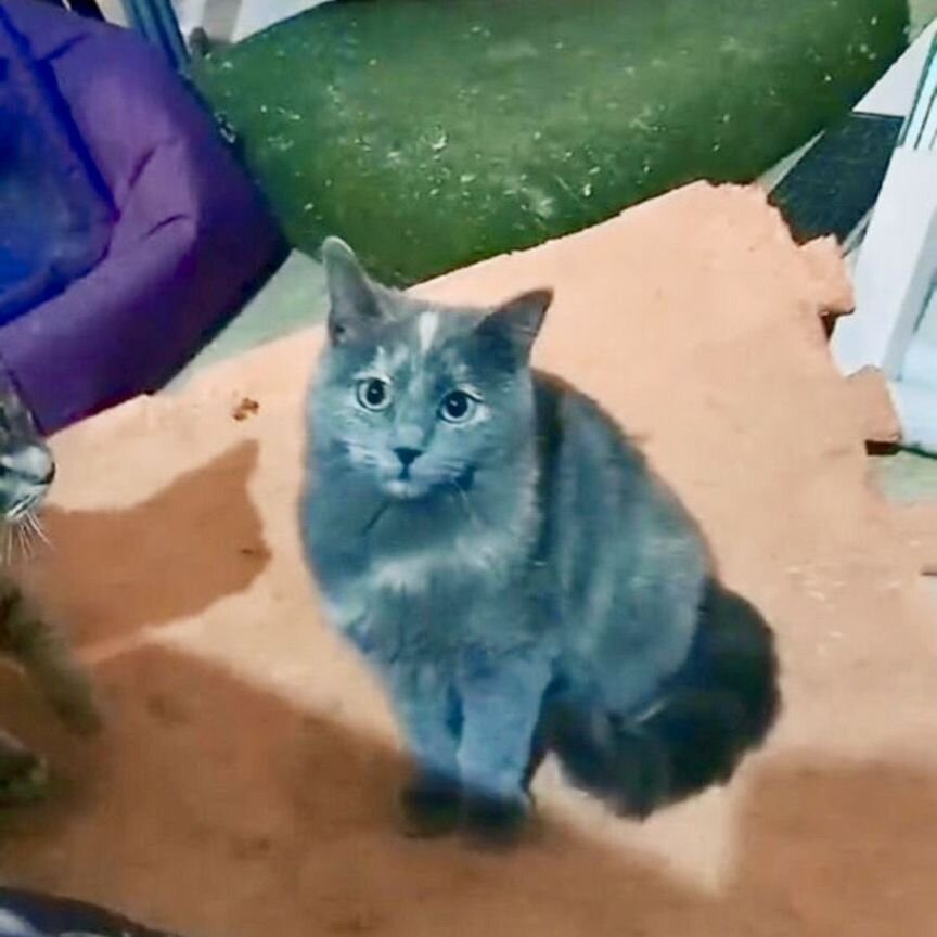 Котята в добрые руки девочка