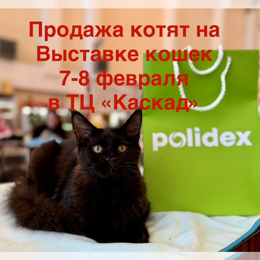 Мейн-кун котёнок