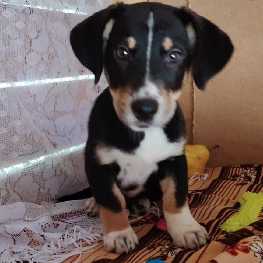 Щенок в добрые руки