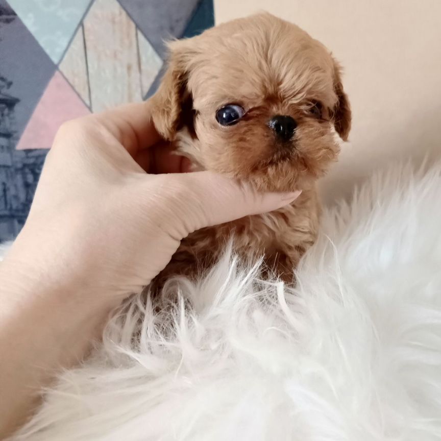 Кавапу, щенок