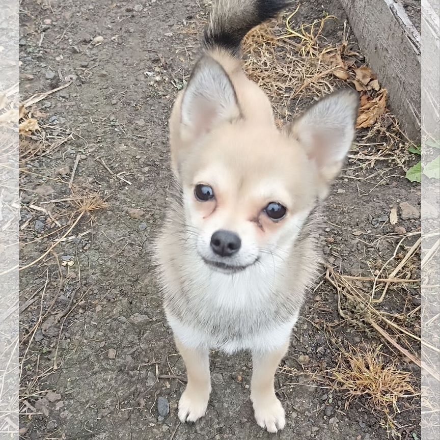 Помчи, щенок