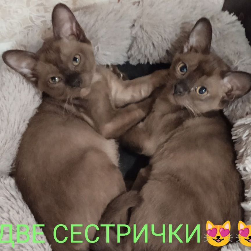 Европейский бурманский котёнок