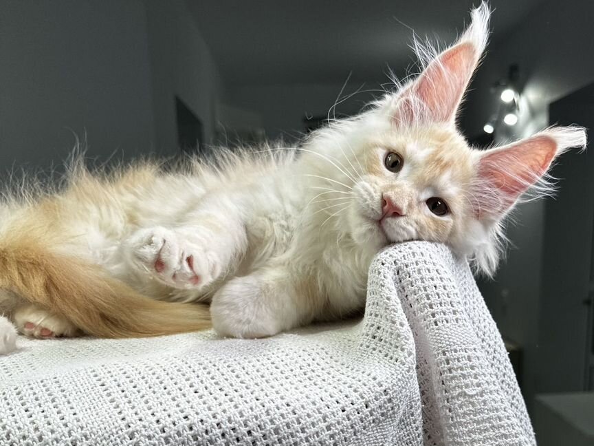 Мейн-кун котик красный дым Эмерсон